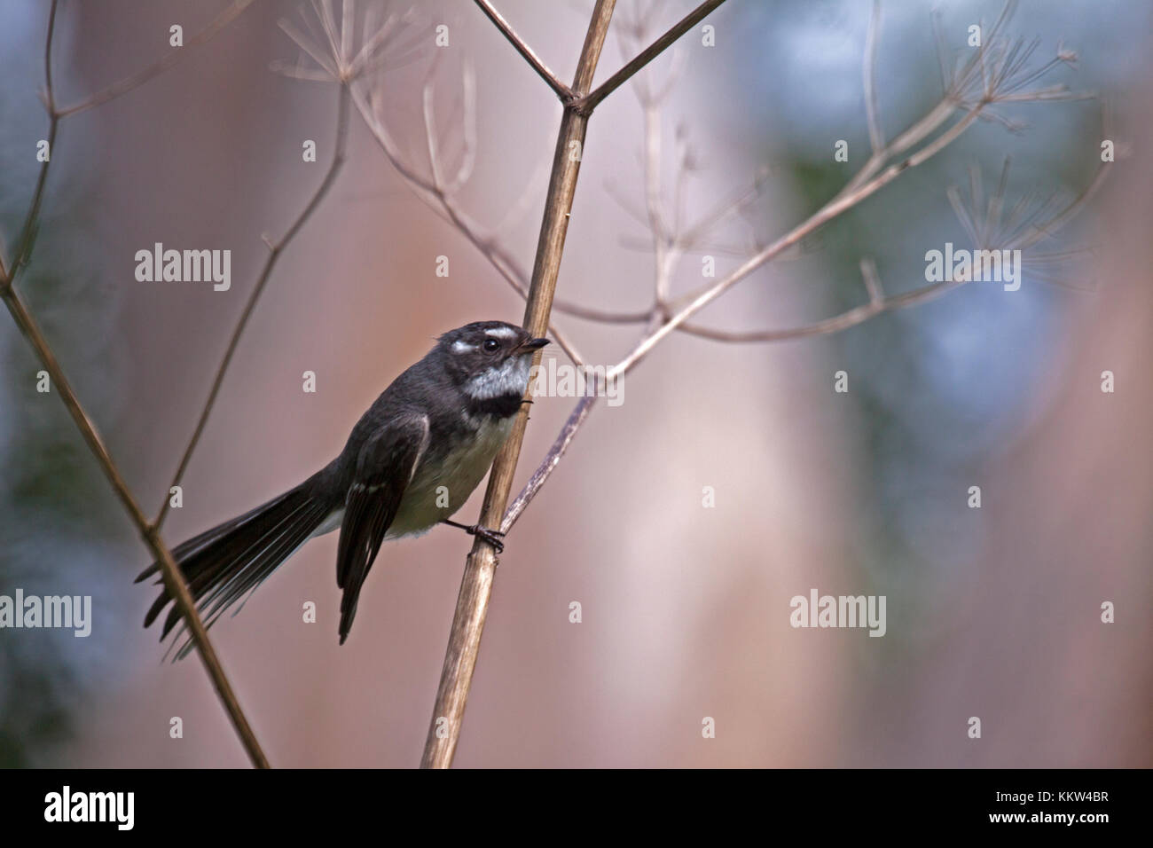 Australian fantail hi-res stock photography and images - Alamy