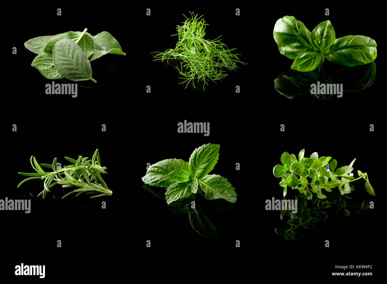 Collage rosemary oregano mint basil hi-res stock photography and images ...