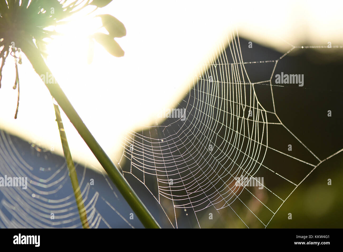 Cobweb Spiders Web Stock Photo - Alamy