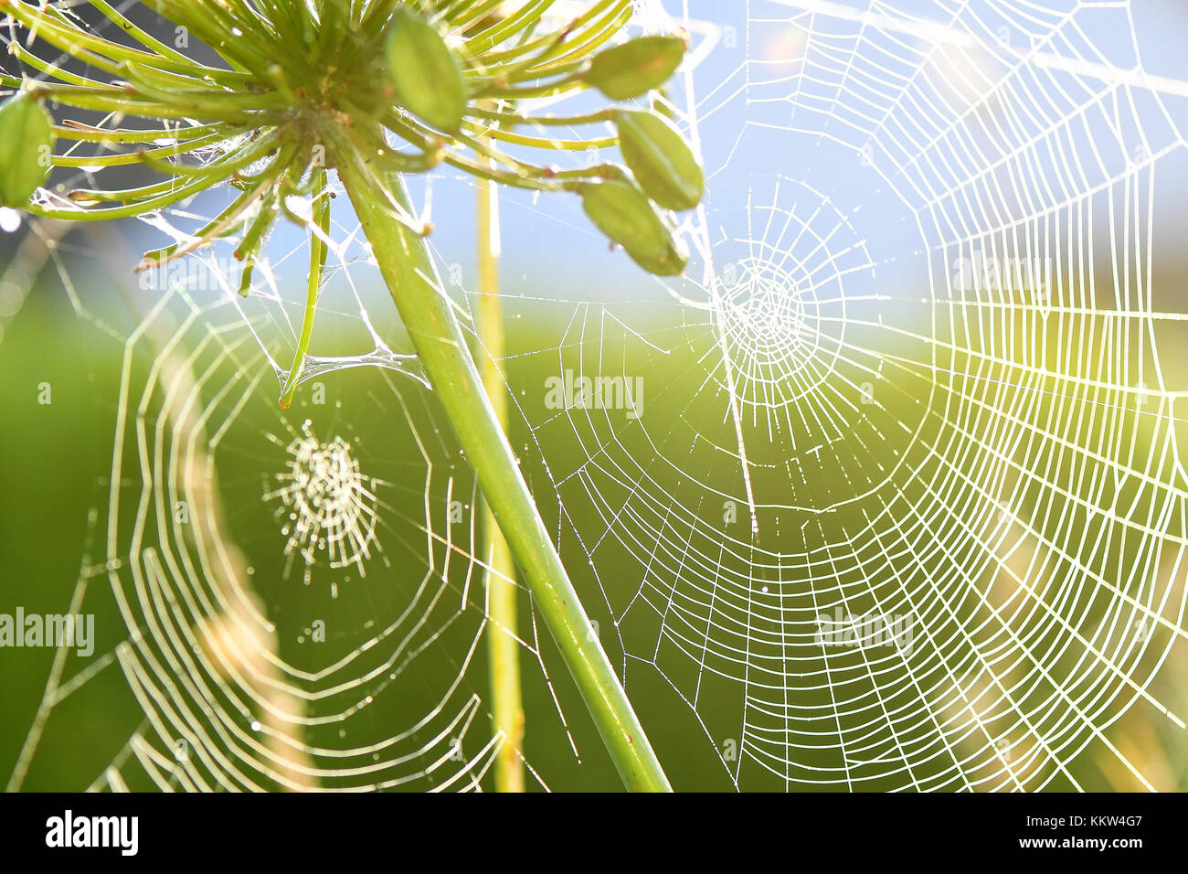 Cobweb Spiders Web Stock Photo - Alamy