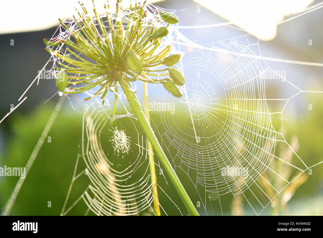 Cobweb Spiders Web Stock Photo - Alamy