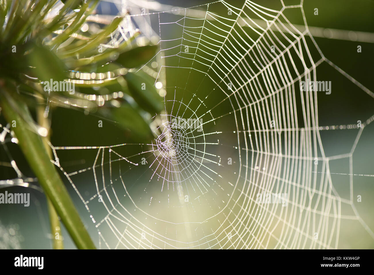 Cobweb Spiders Web Stock Photo - Alamy