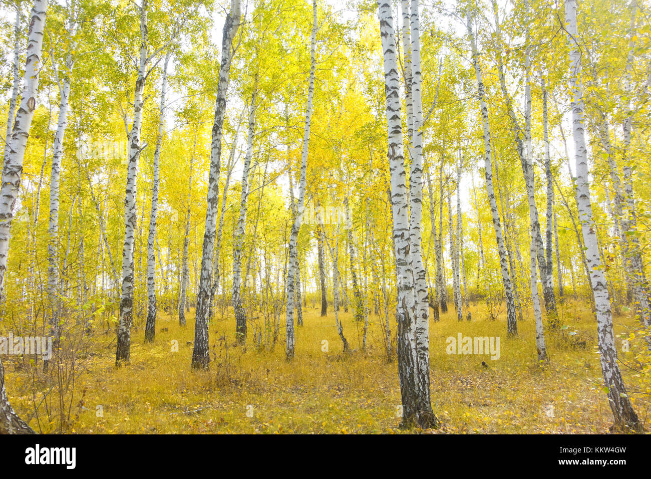 autumn birch forest Stock Photo - Alamy autumn birch forest Stock Photo - Alamy