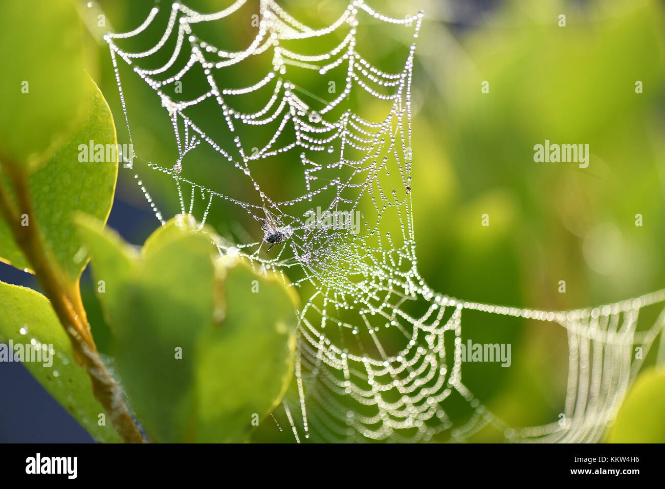 Cobweb Spiders Web Stock Photo - Alamy