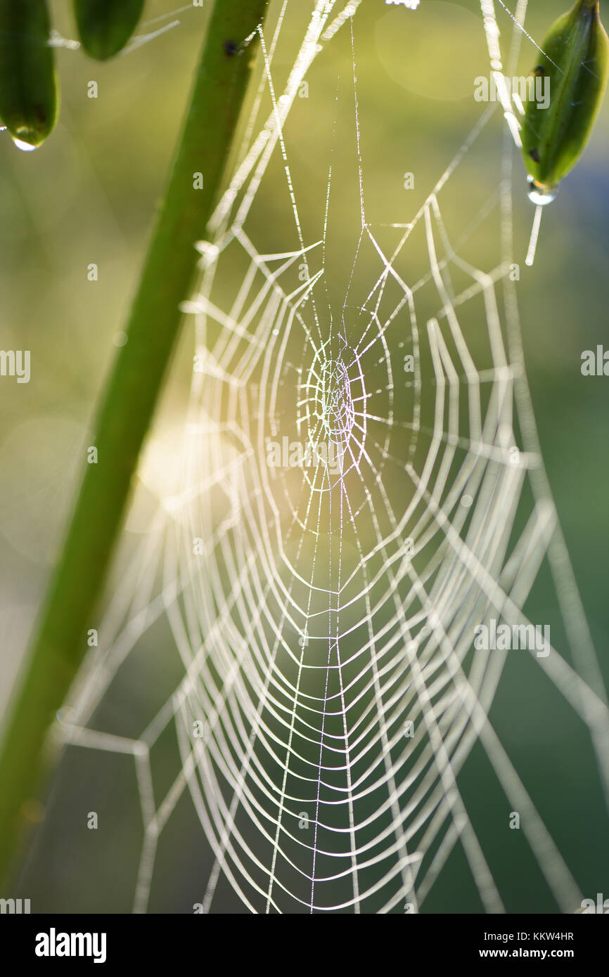 Cobweb Spiders Web Stock Photo - Alamy