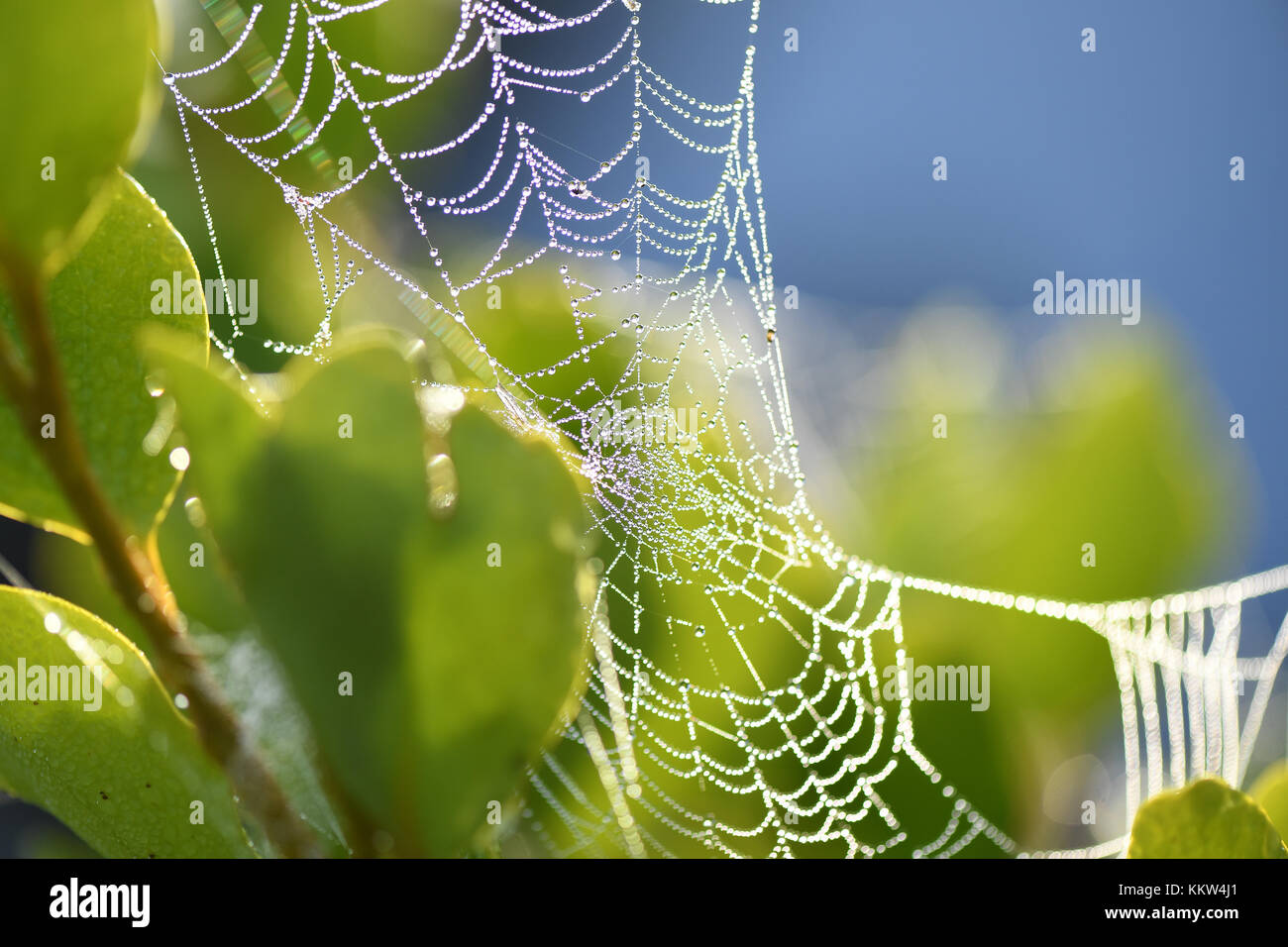 Spiders delicate form hi-res stock photography and images - Alamy