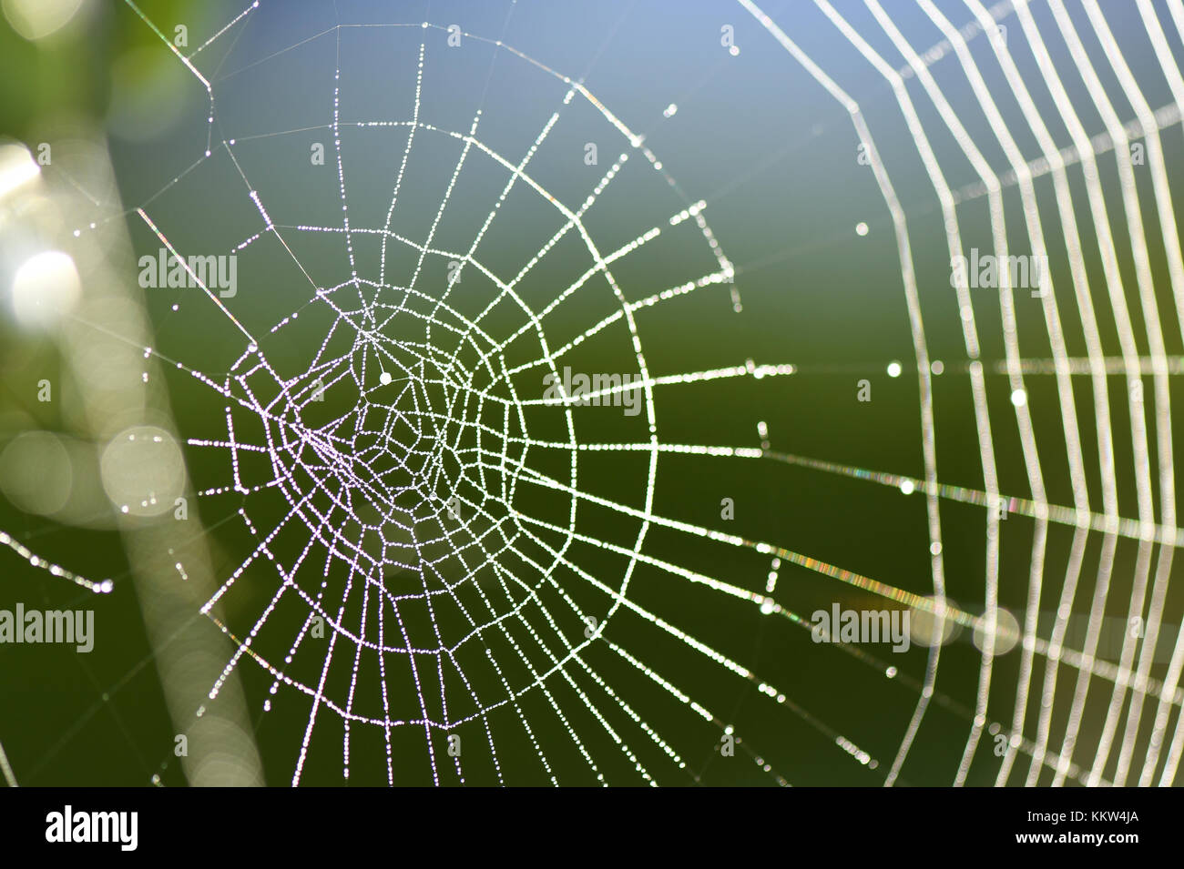 Cobweb Spiders Web Stock Photo - Alamy
