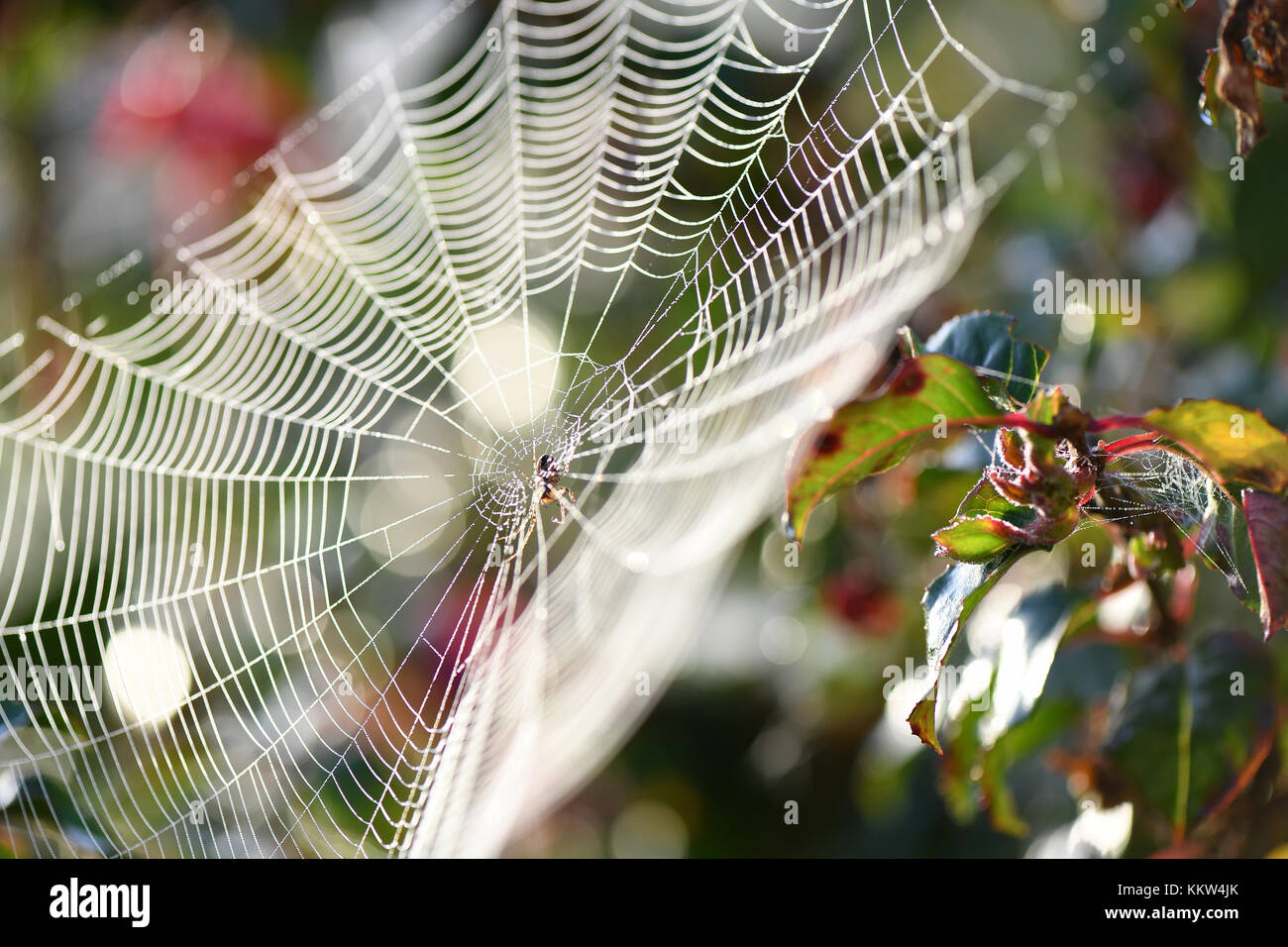 Cobweb Spiders Web Stock Photo - Alamy