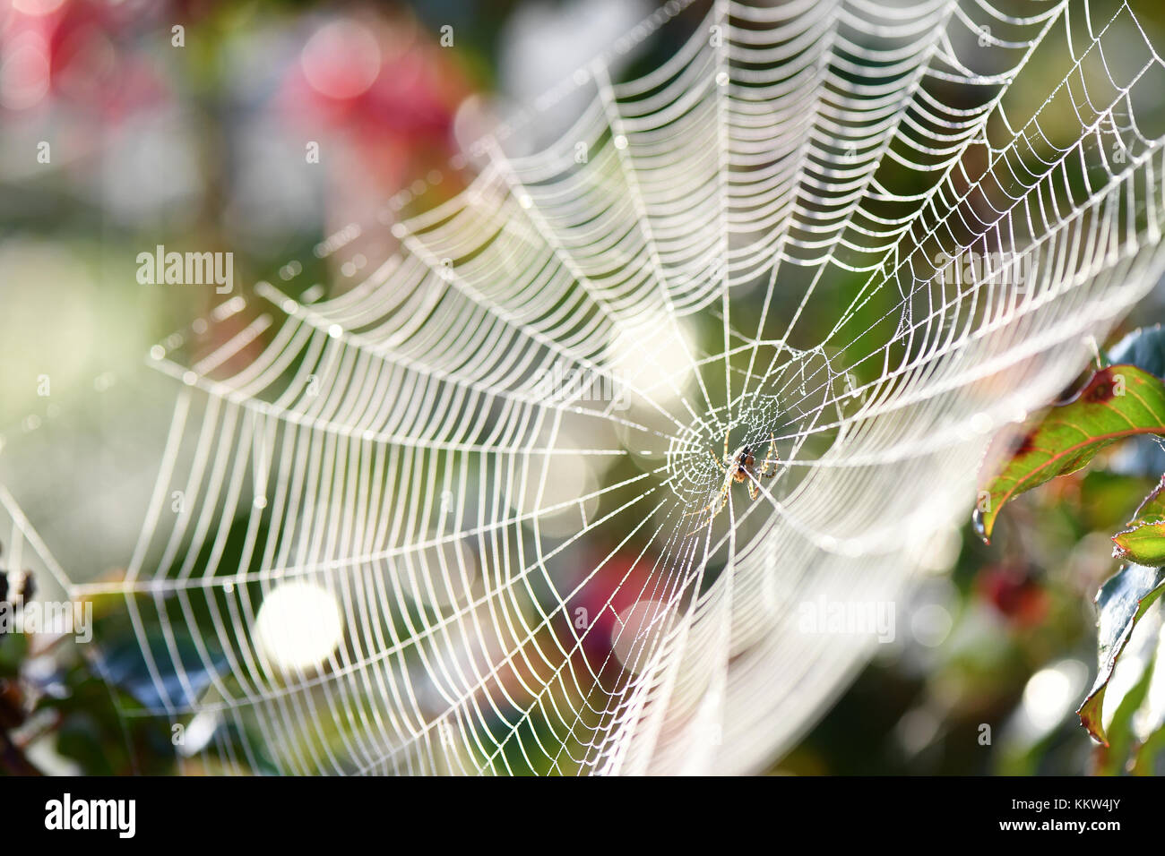 Cobweb Spiders Web Stock Photo - Alamy