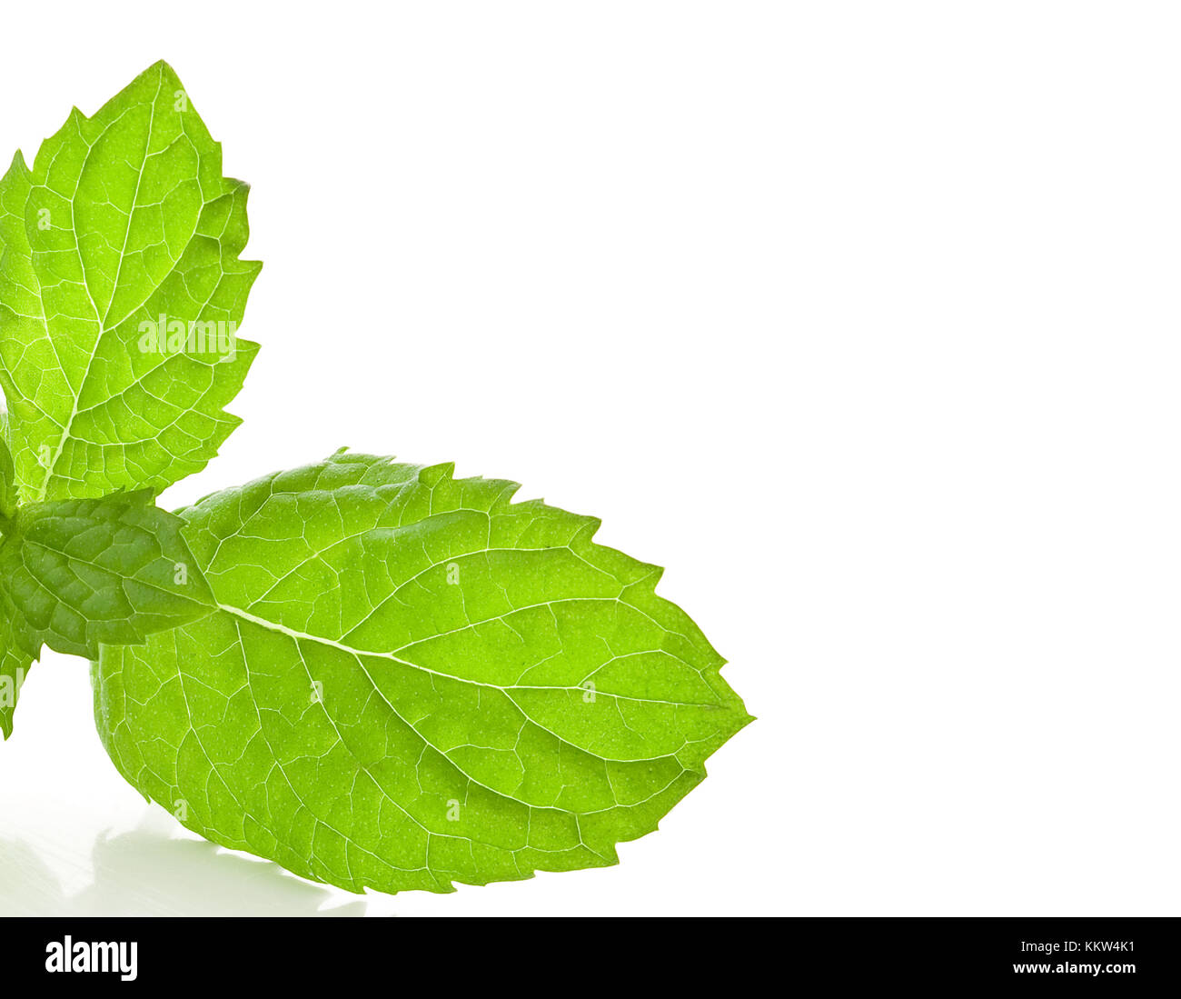 photo of delicious pepper mint in front of a white background Stock ...