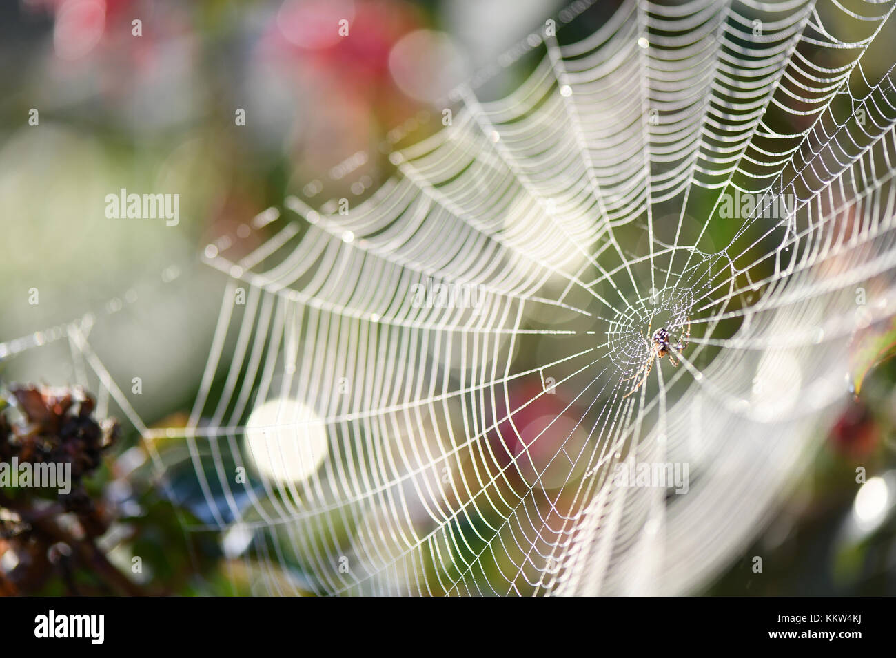 Cobweb Spiders Web Stock Photo - Alamy