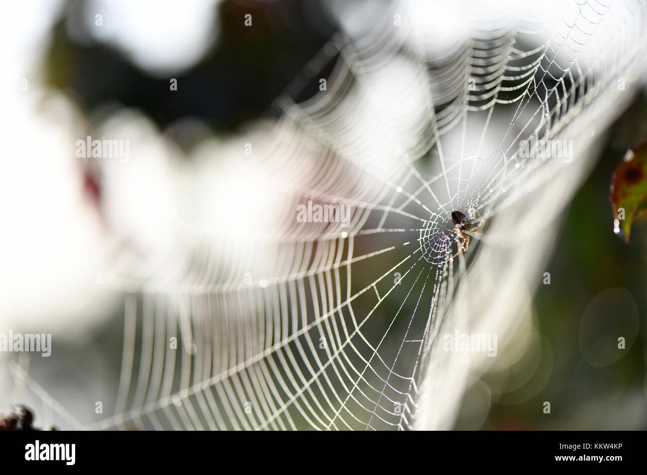 Cobweb Spiders Web Stock Photo - Alamy
