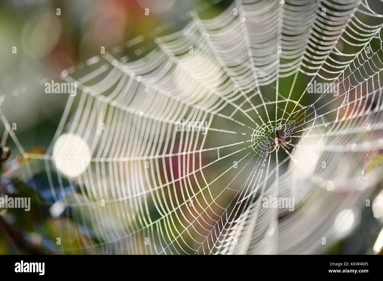 Cobweb Spiders Web Stock Photo - Alamy