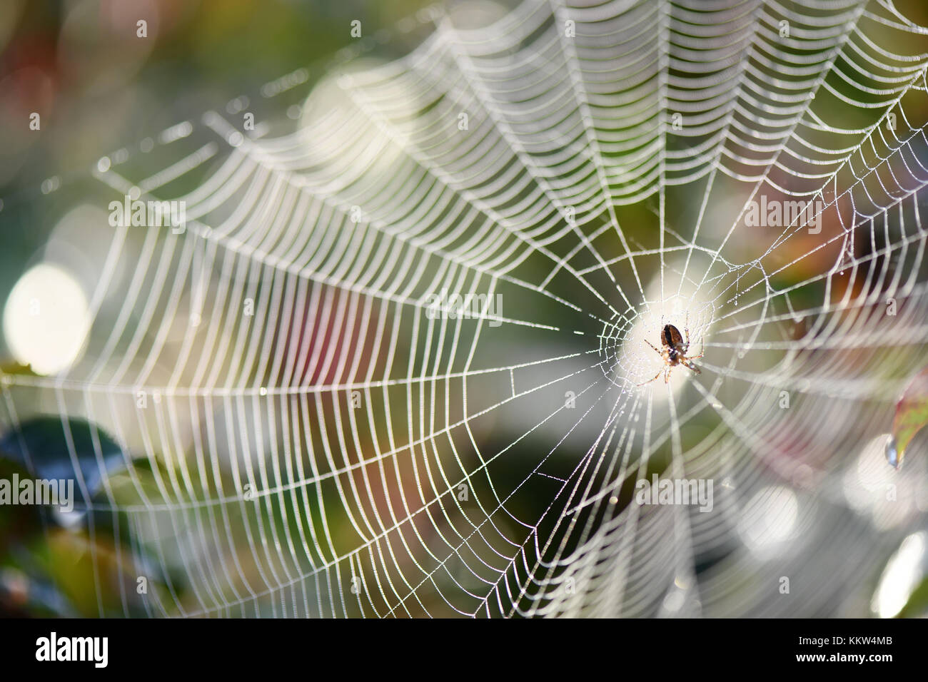 Cobweb Spiders Web Stock Photo - Alamy