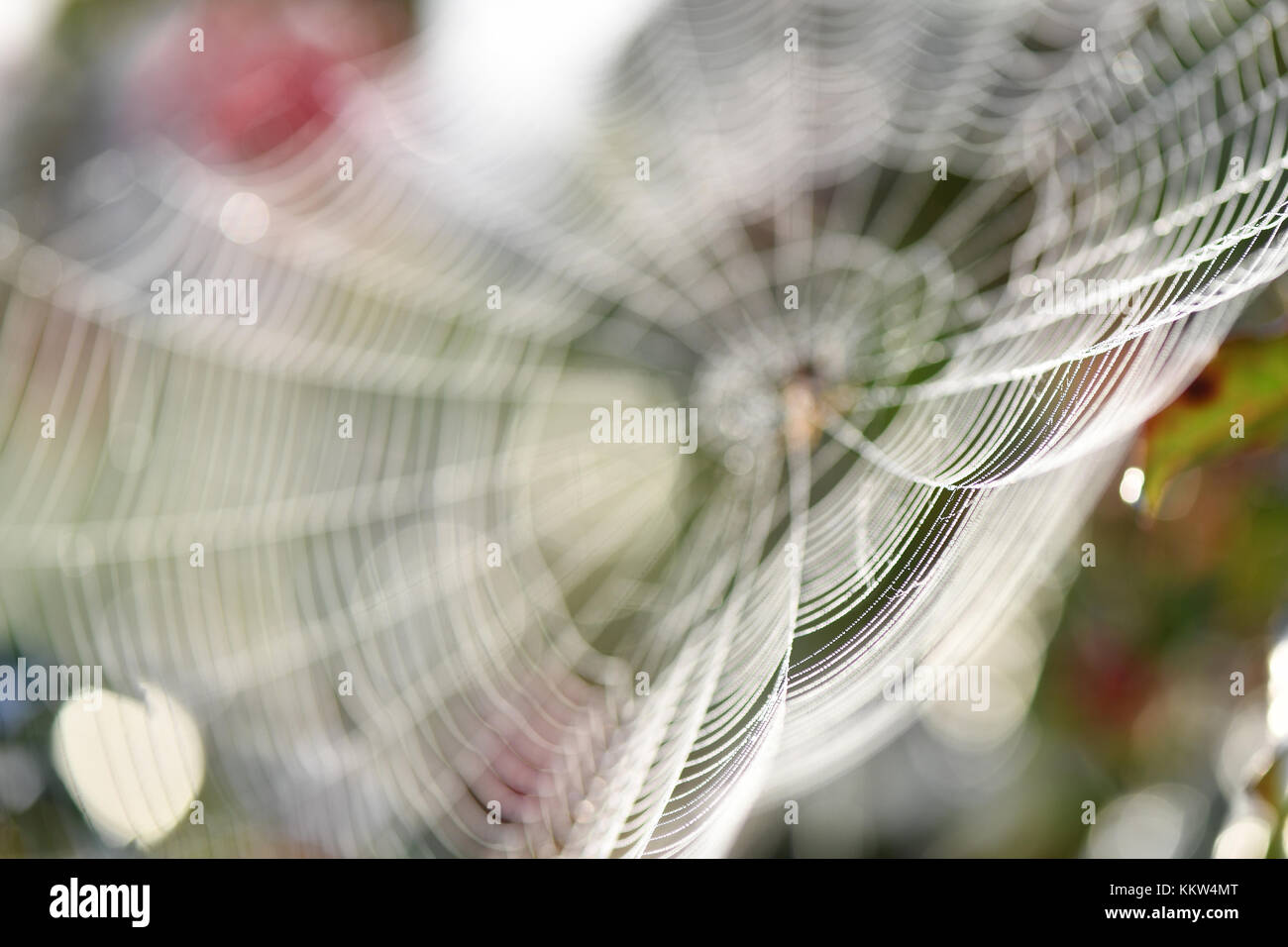 Cobweb Spiders Web Stock Photo - Alamy
