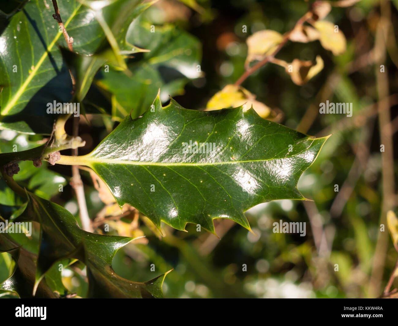 beautiful dark ever green leaves autumn winter spiky prickly; essex ...