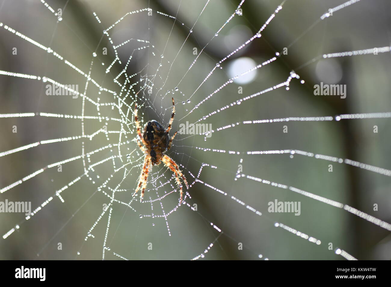 Cobweb Spiders Web Stock Photo - Alamy