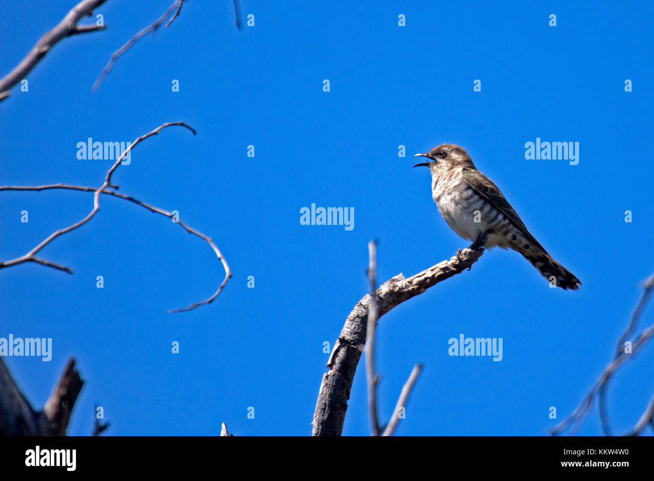 Horsefields bronze cuckoo perched on branch with lovely blue sky ...