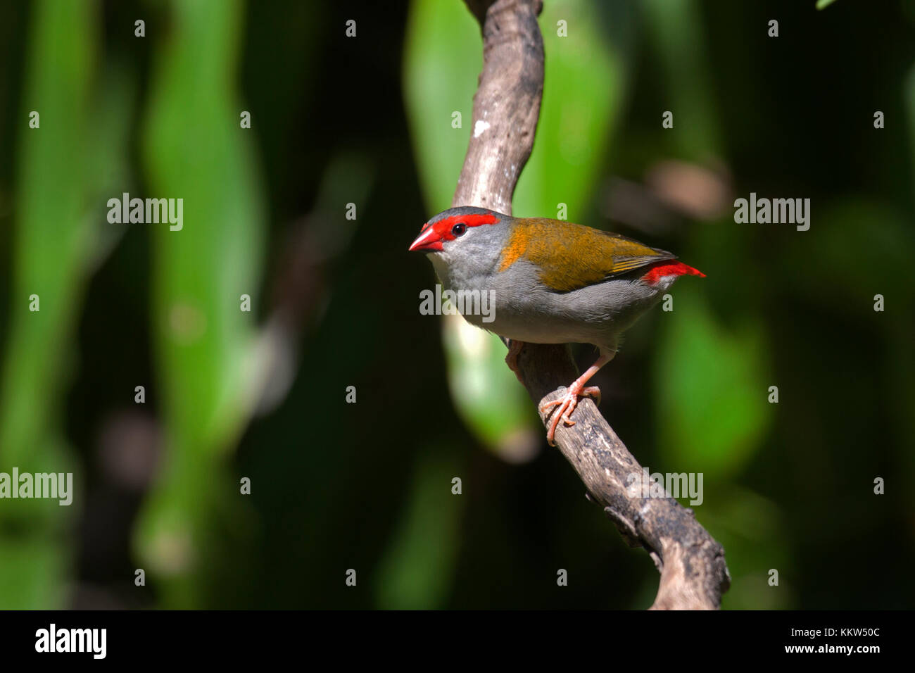 Australian finches hi-res stock photography and images - Alamy