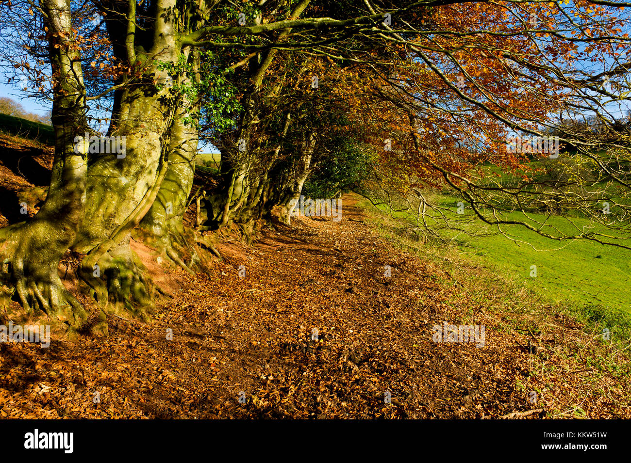 Brendon Hills near Nettlecombe Park, Somerset, England Stock Photo - Alamy