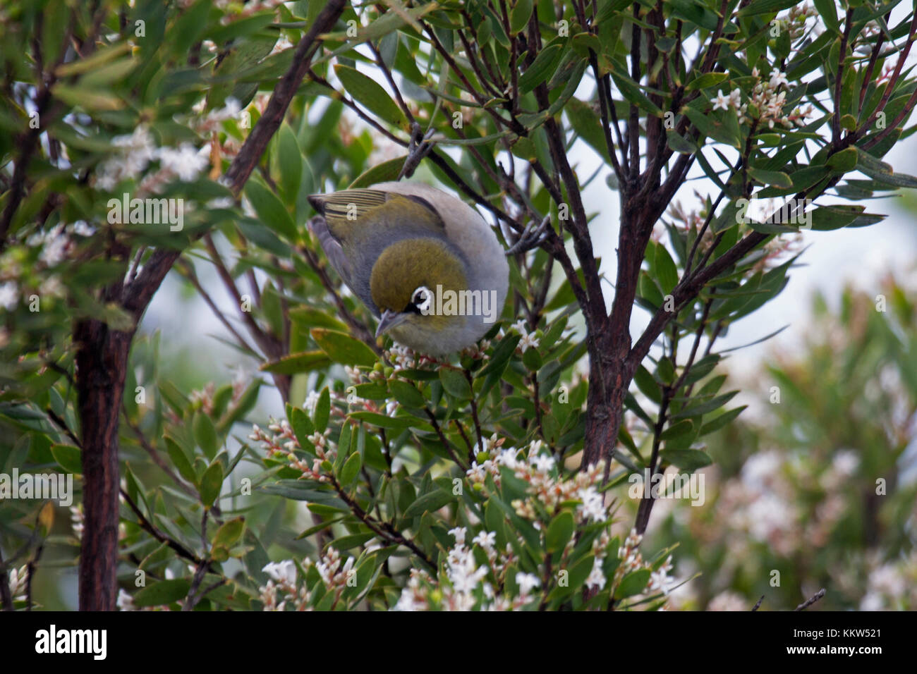 Australian Silvereye High Resolution Stock Photography and Images - Alamy