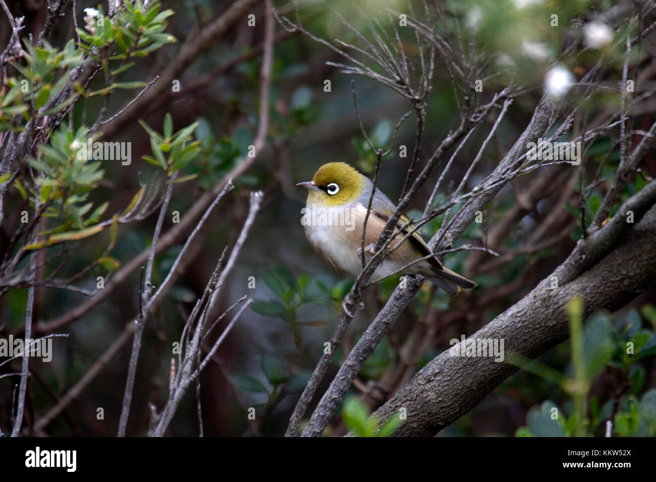 Silver eyes hi-res stock photography and images - Alamy