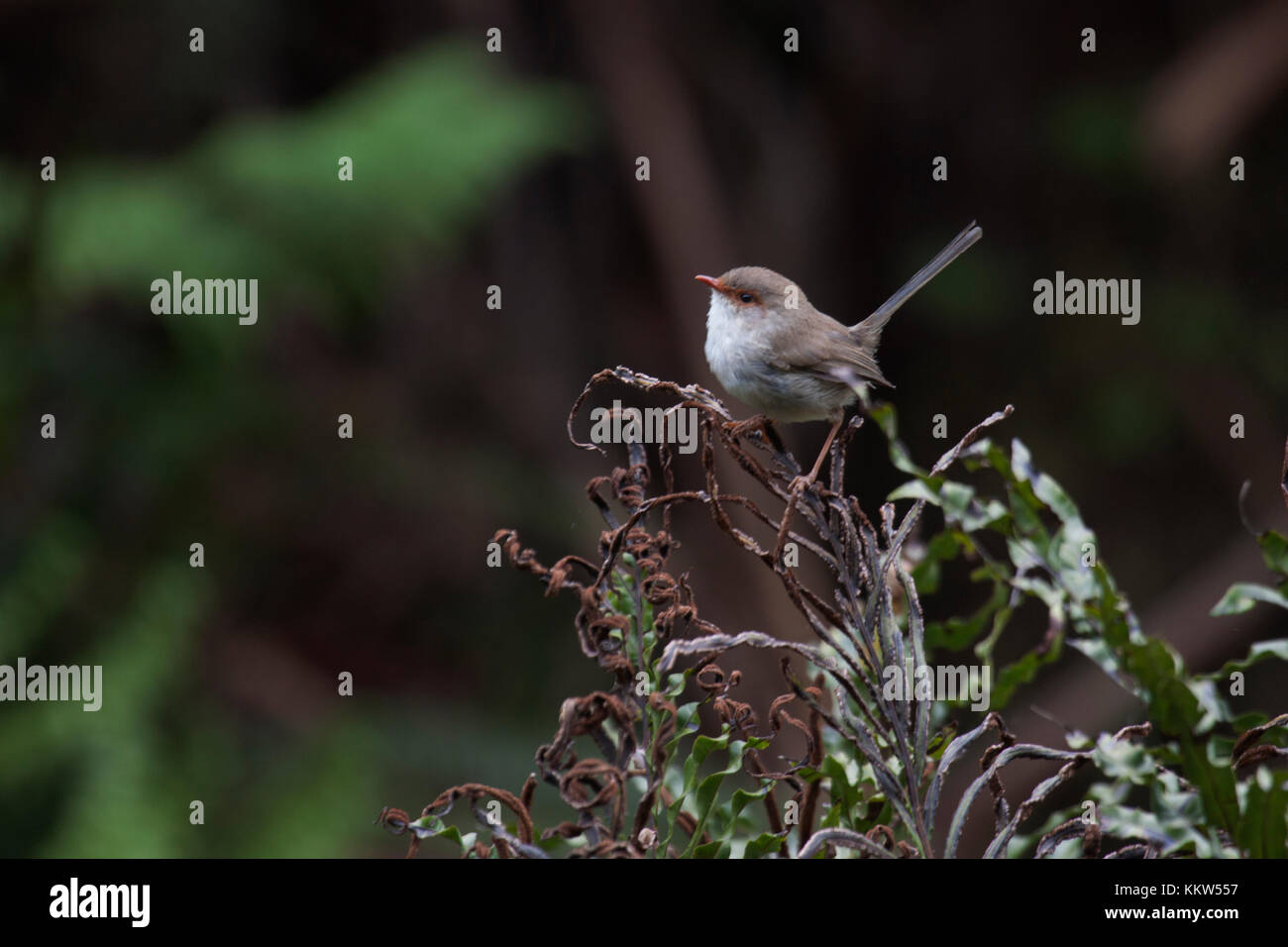 Wrens Australian Wrens High Resolution Stock Photography and Images - Alamy
