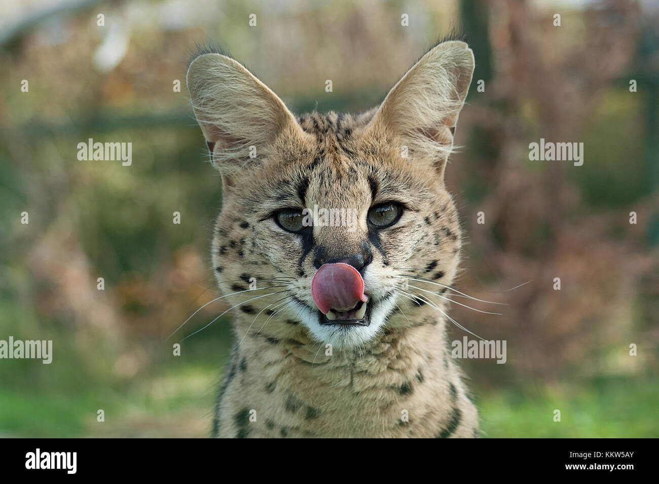 Close-up of a serval's expressive face, showcasing its unique spotted ...
