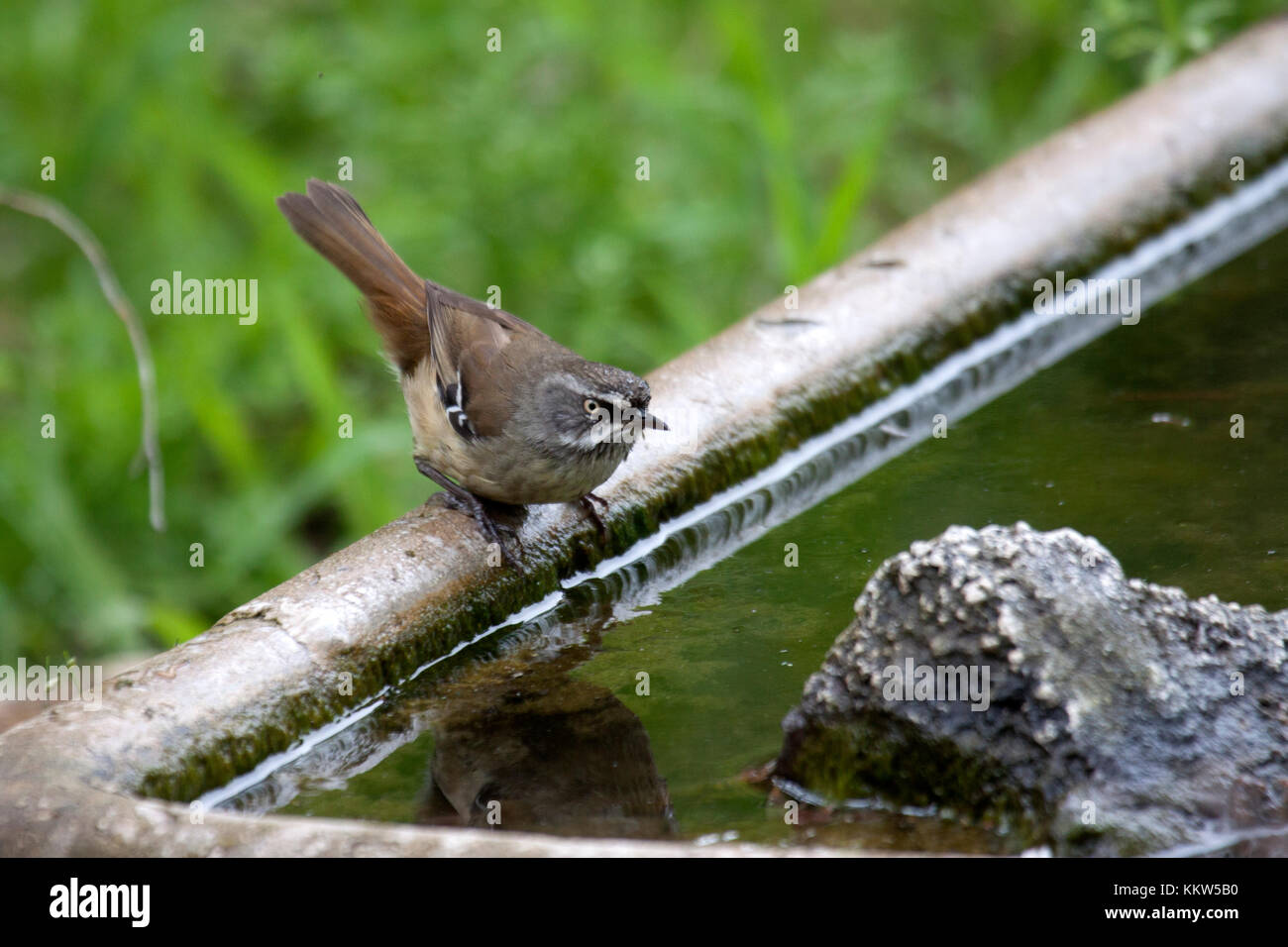 White browed scrub wren visiting water trough in Victoria Australia ...