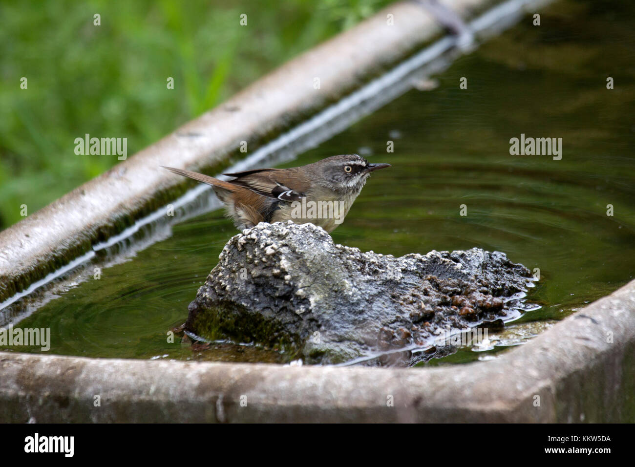White browed scrub wren visiting water trough in Victoria Australia ...