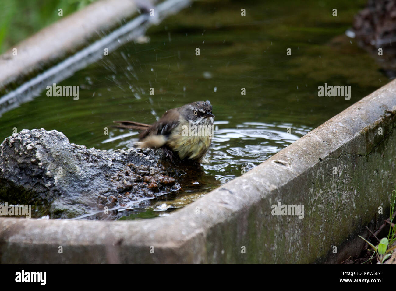 White browed scrubwrens hi-res stock photography and images - Alamy