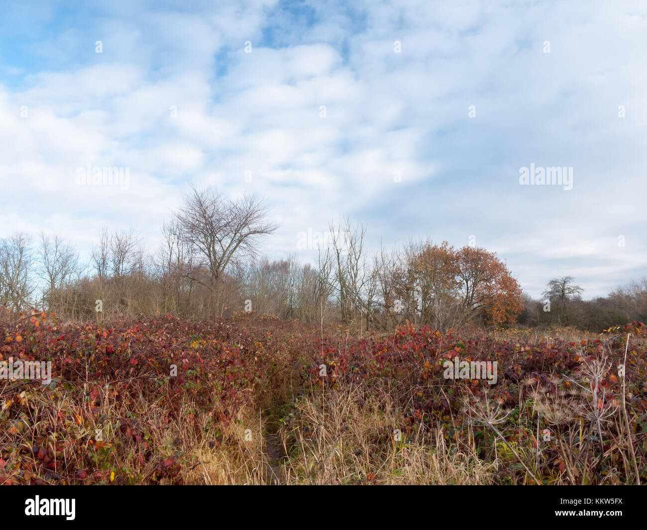 red dead autumn leaves shrub land meadow country nature sky tree; essex ...