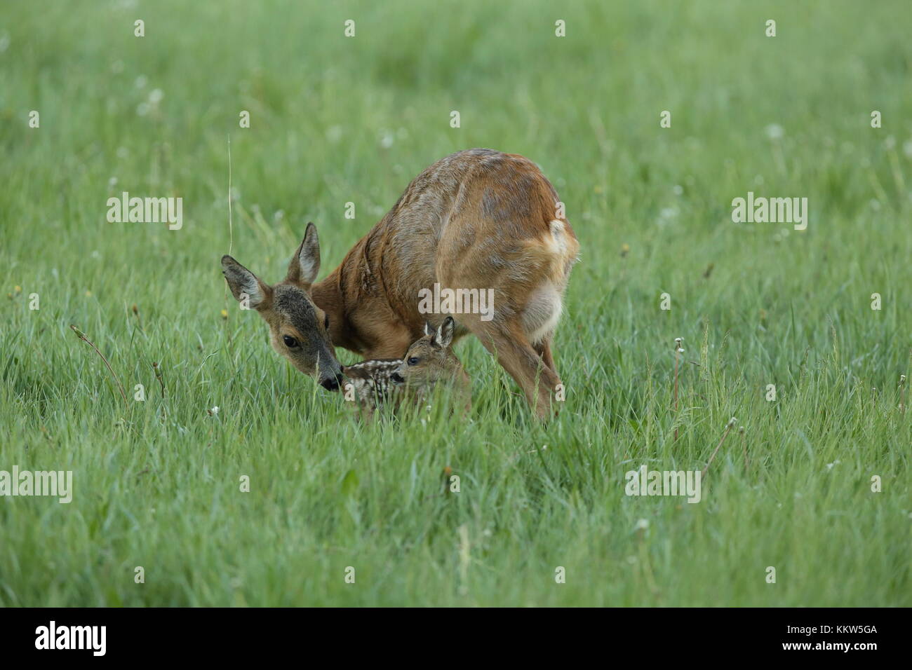 Newborn Roe fawn with mother standing in green grass Stock Photo - Alamy