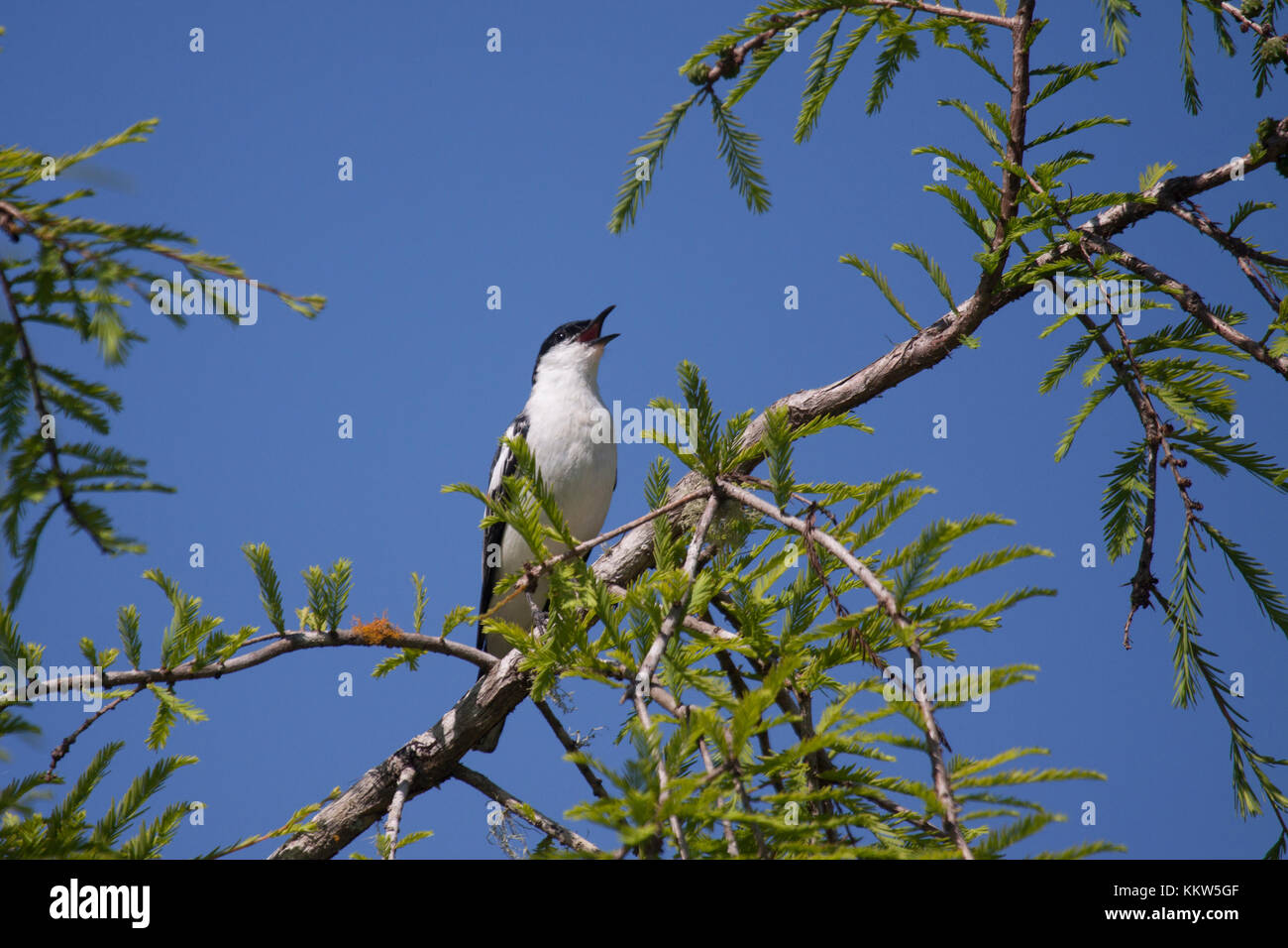 Australian blue winged birds hi-res stock photography and images - Alamy