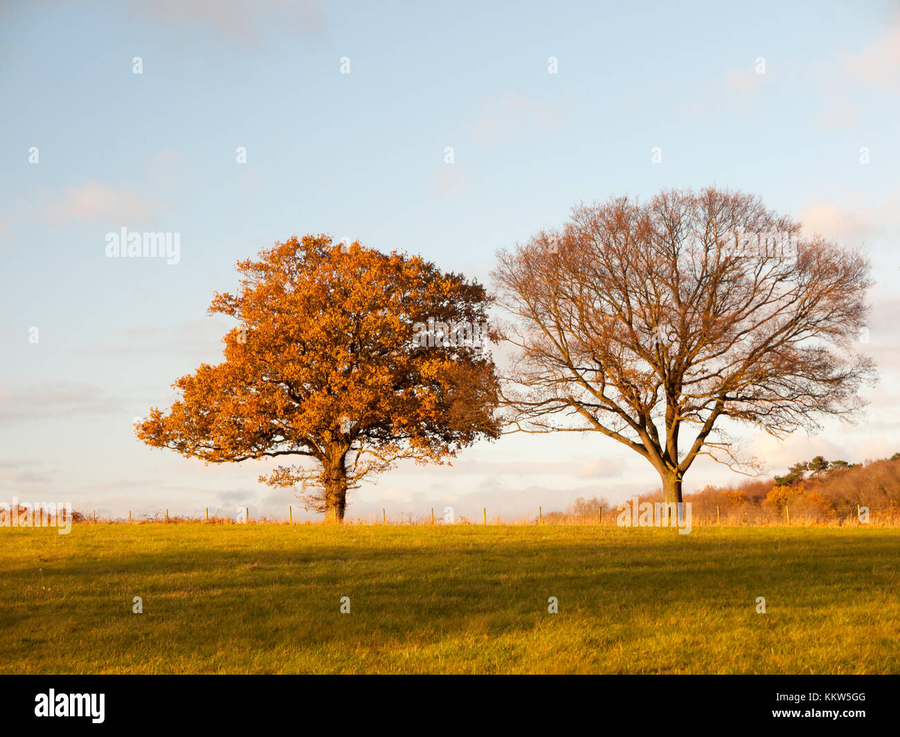 two large trees empty grass land country trees blue sky clouds ...