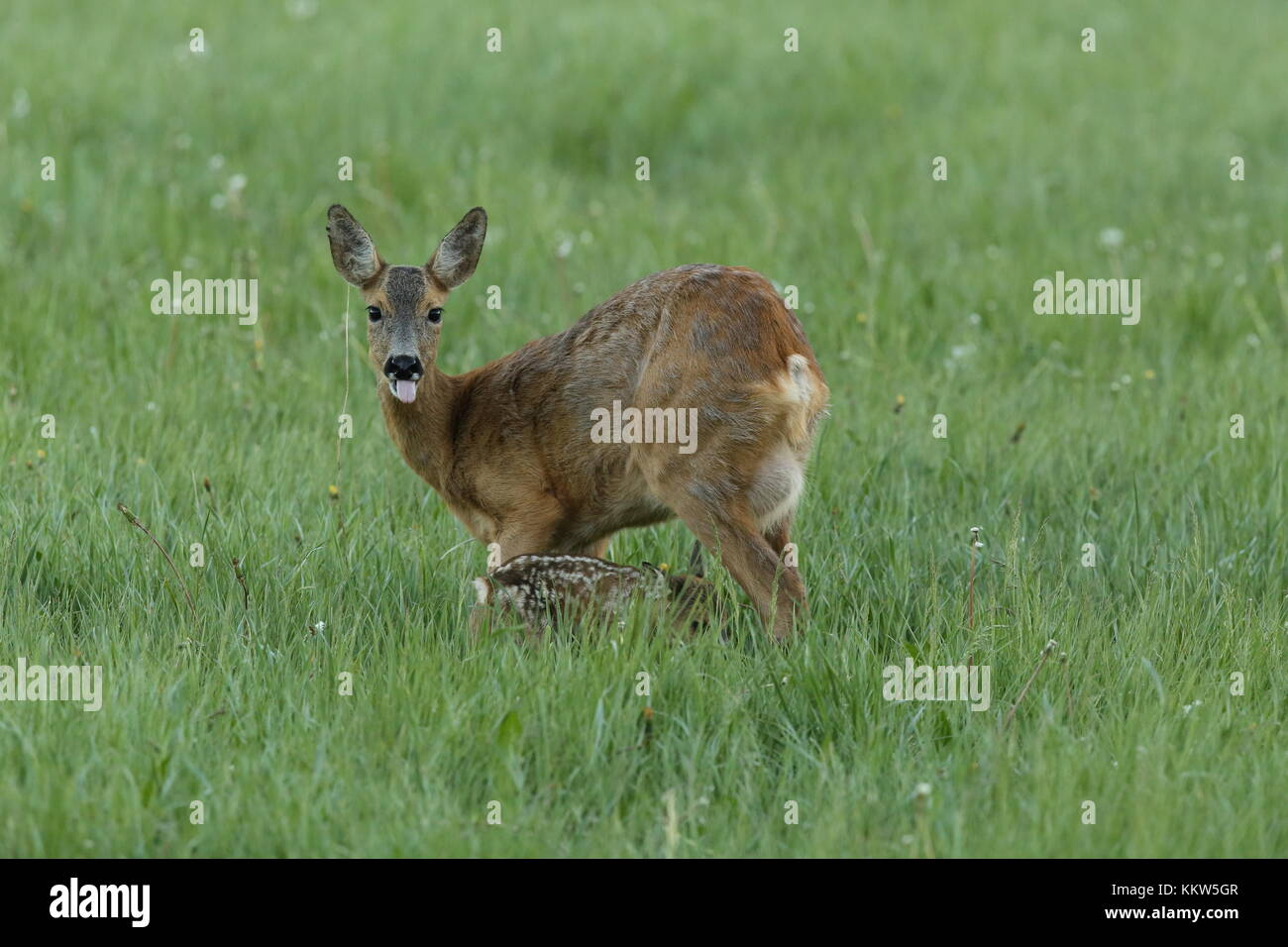Newborn Chinese Water Deer
