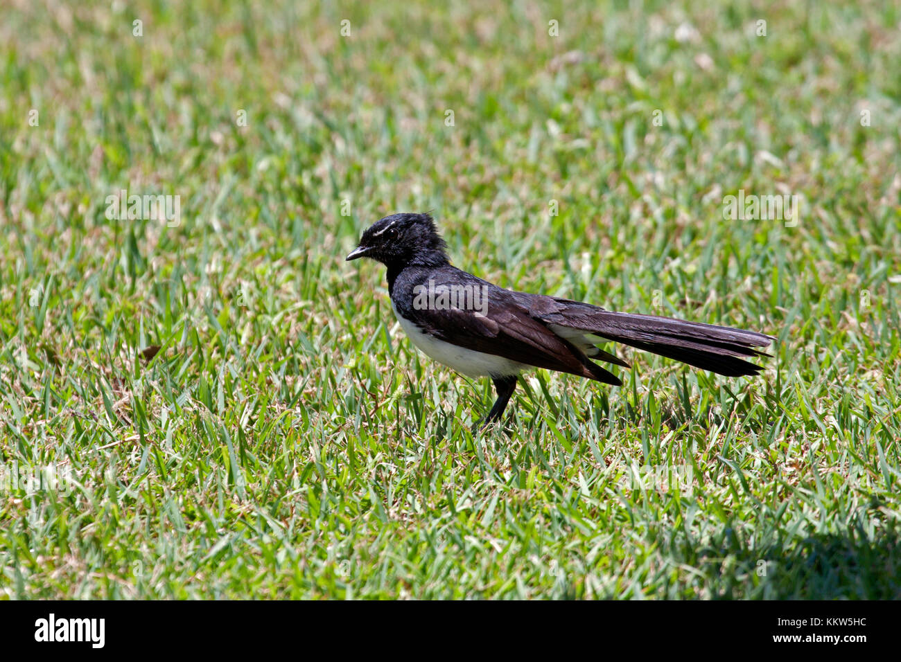 Australian fantails hi-res stock photography and images - Alamy