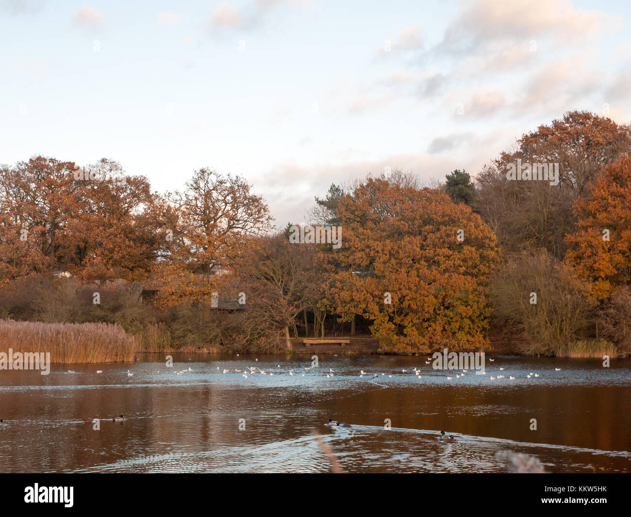 autumn trees landscape lake country reflections in water ducks; essex ...