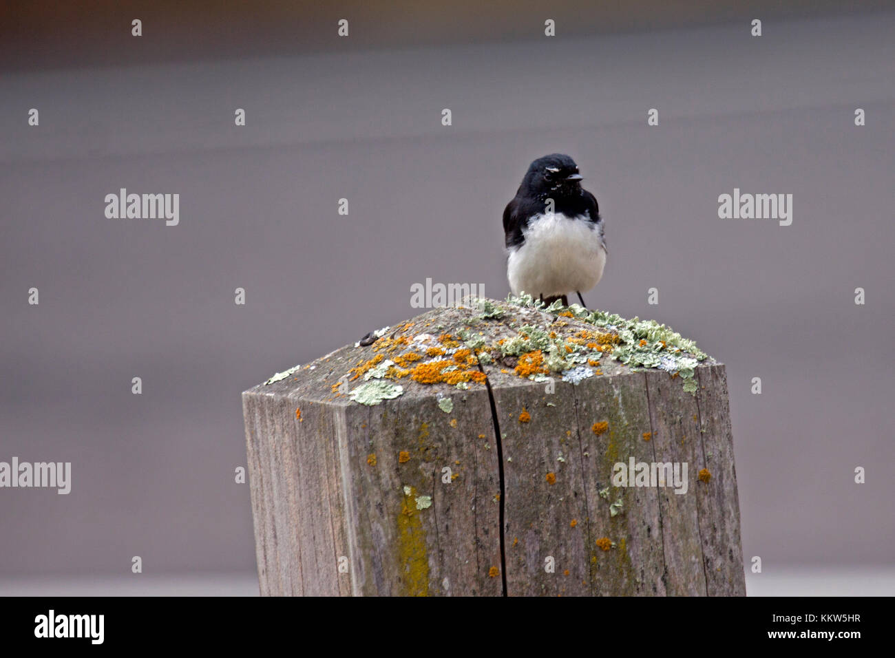 Willie wagtail in Australia Stock Photo - Alamy