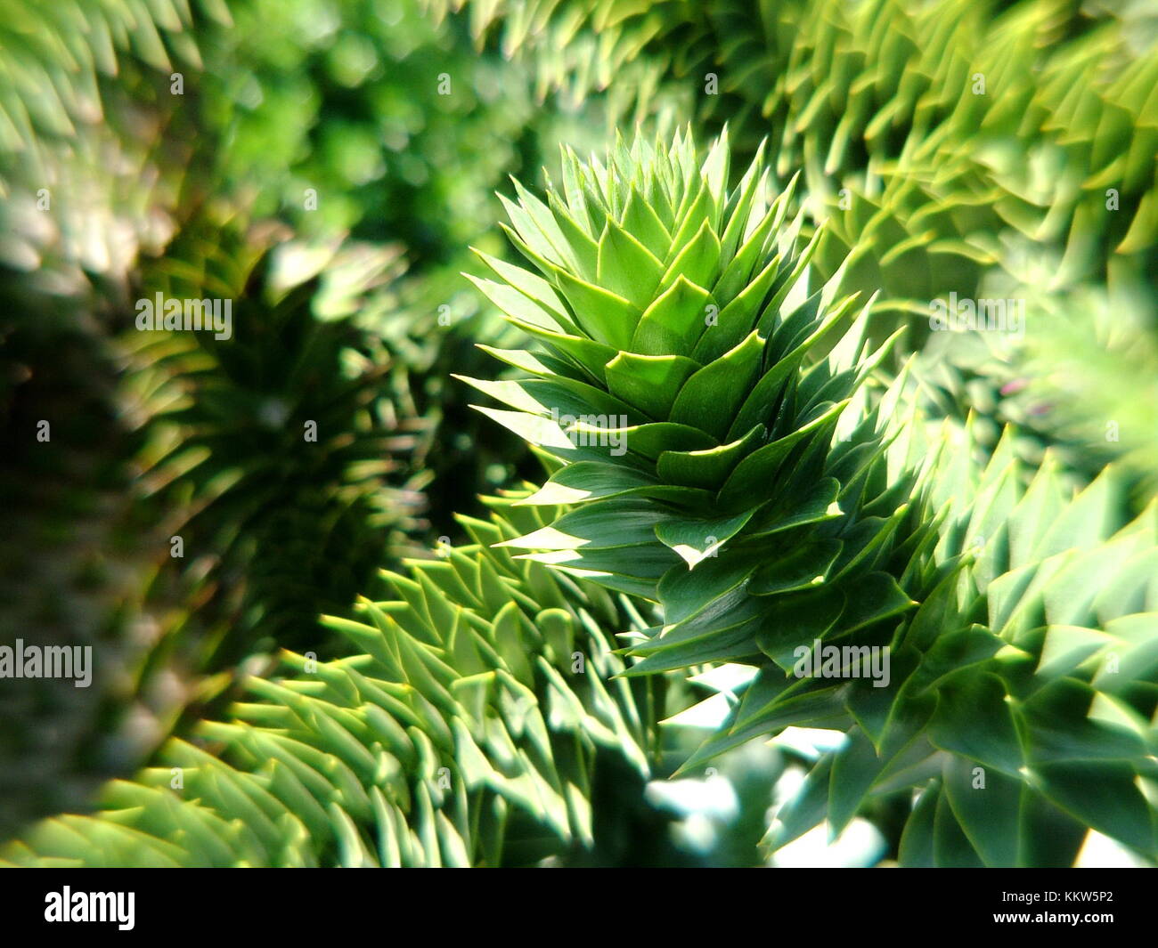 Monkey tree and branches growing in a garden in South Africa Stock ...