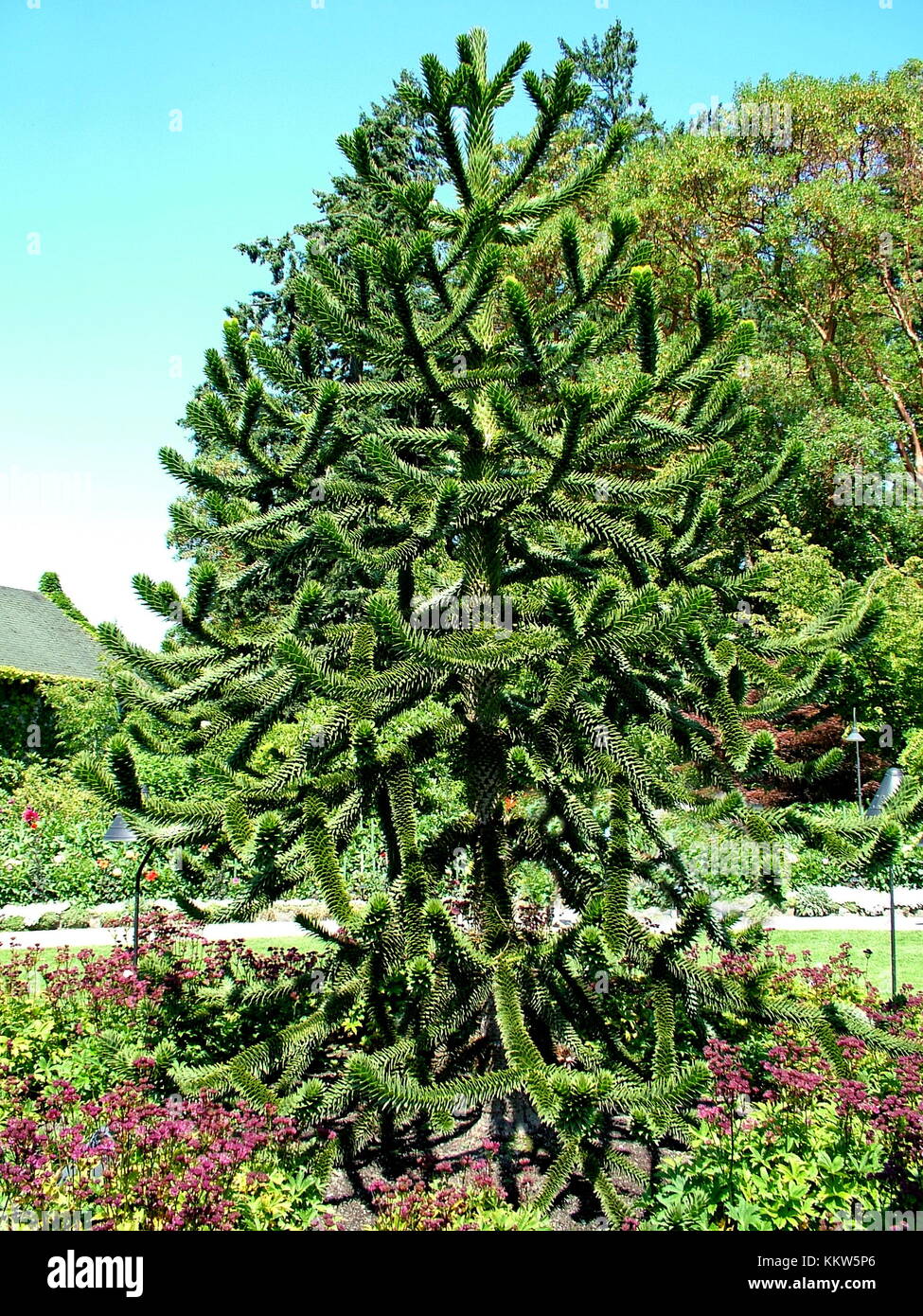Monkey tree and branches growing in a garden in South Africa Stock ...