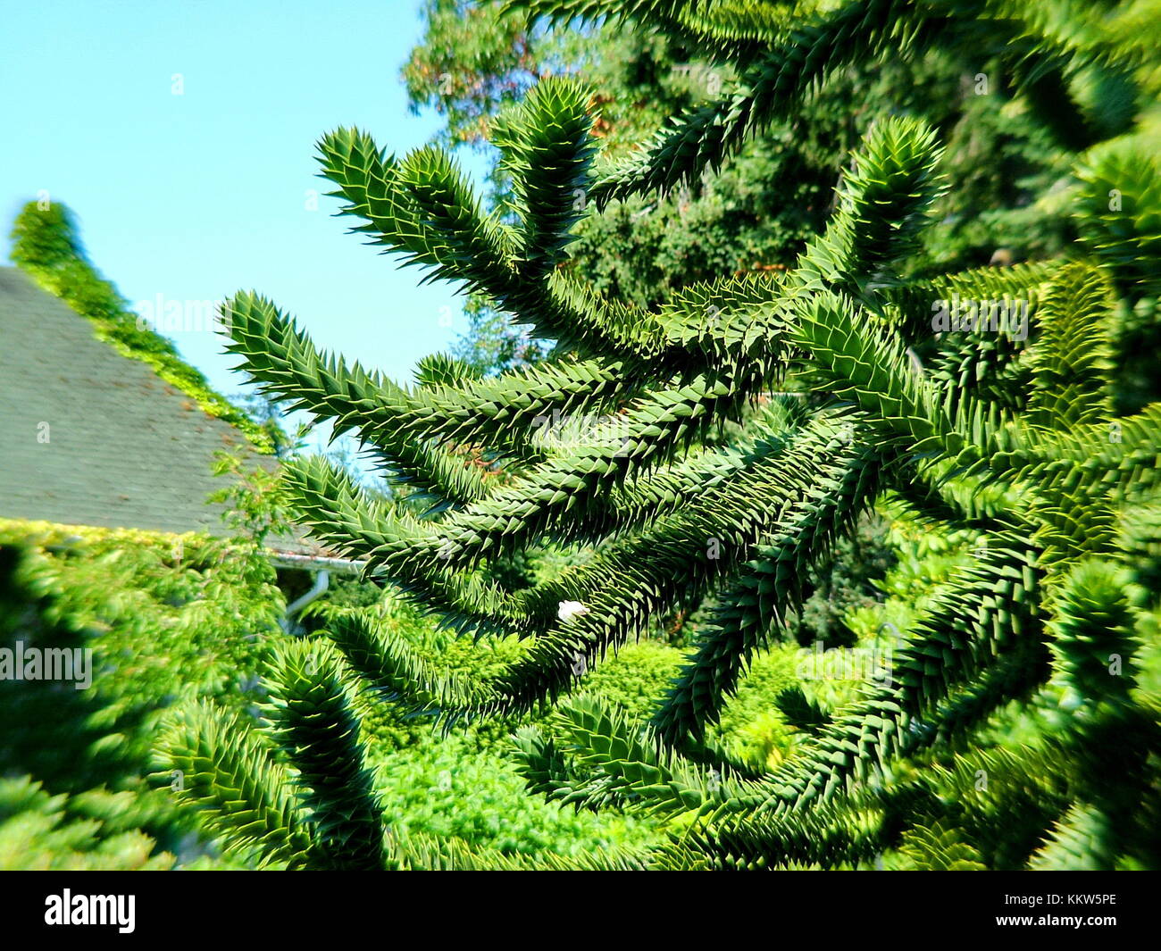 Monkey tree and branches growing in a garden in South Africa Stock ...