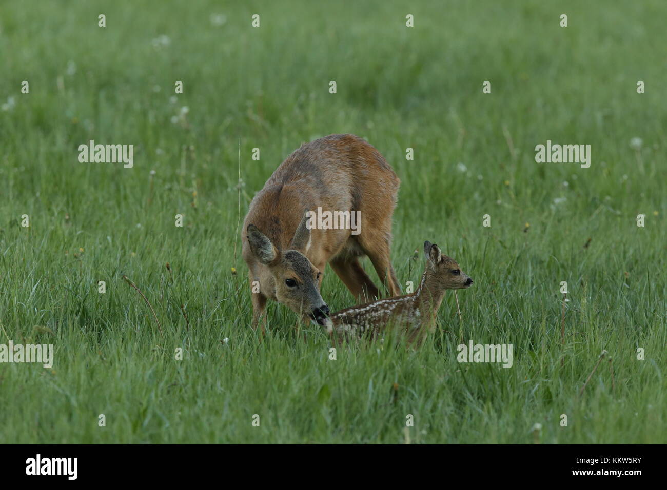 Newborn Roe fawn with mother standing in green grass Stock Photo - Alamy