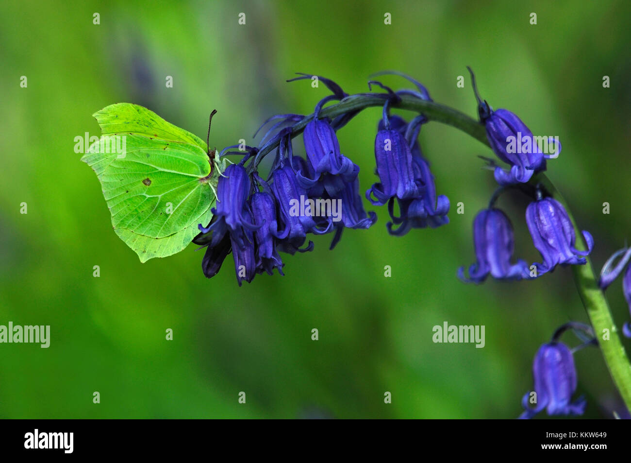 Macro butterfly wing brimstone hi-res stock photography and images - Alamy