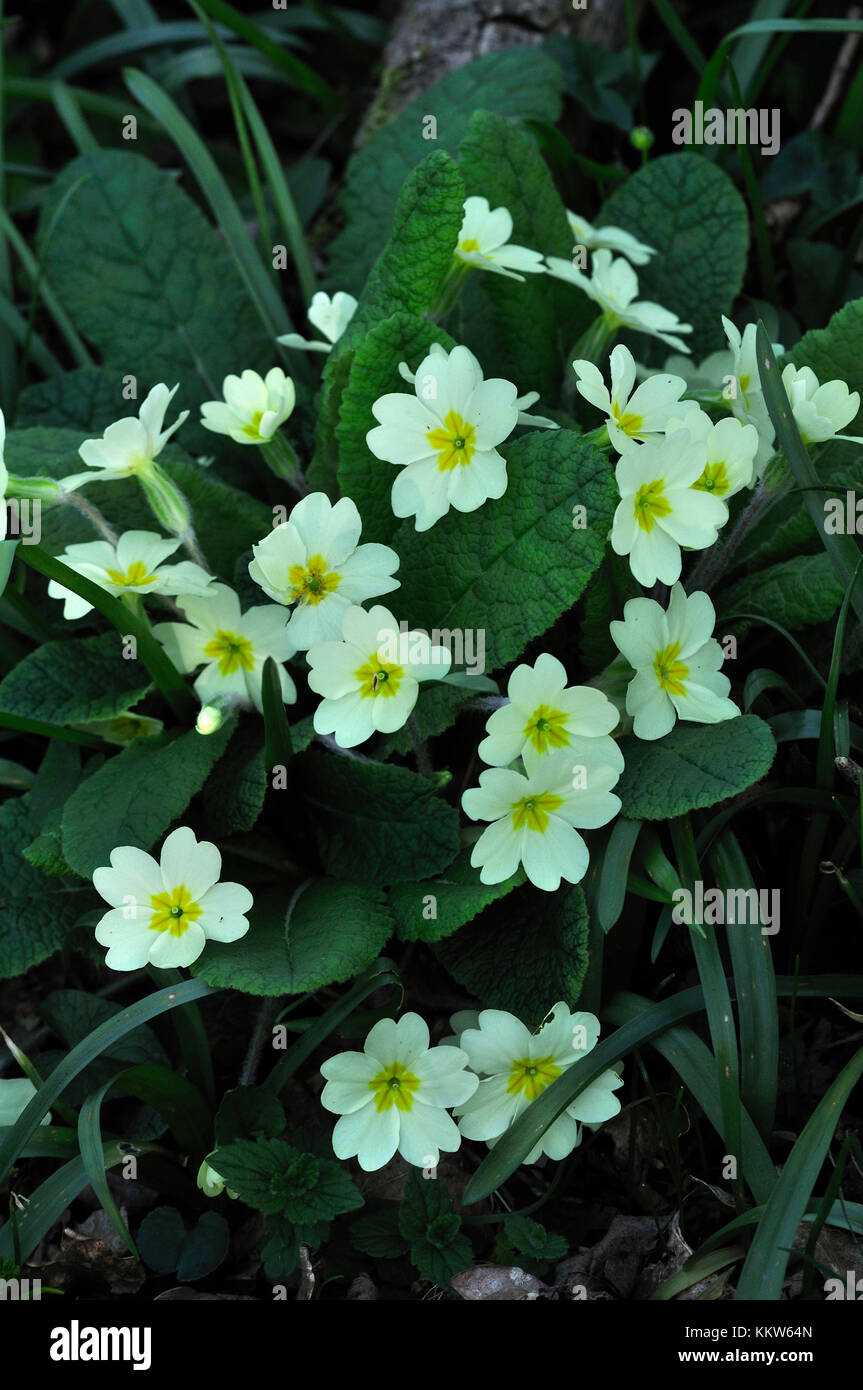 English hedgerow wild flowers plants hi-res stock photography and ...
