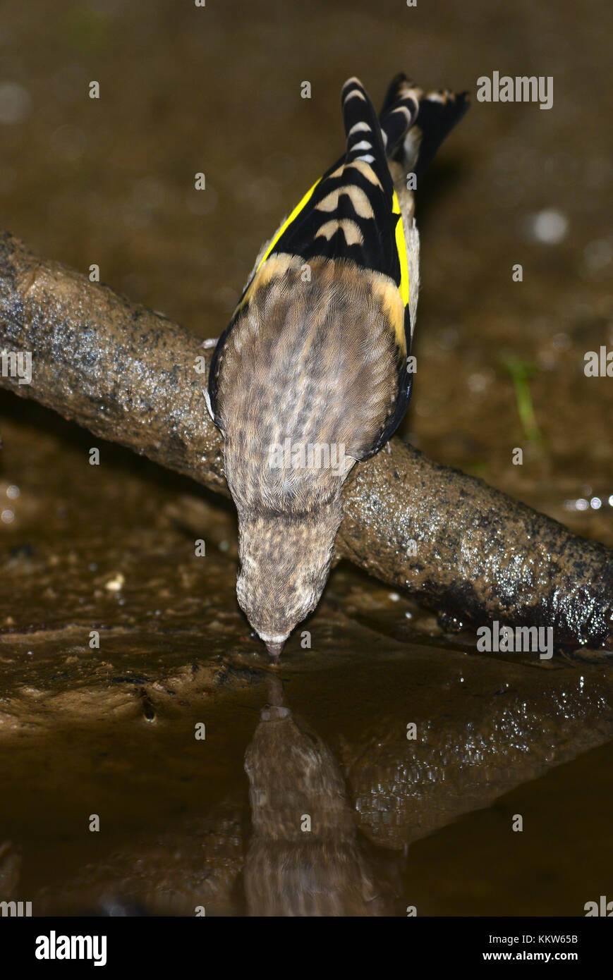 Charm of goldfinches hi-res stock photography and images - Alamy