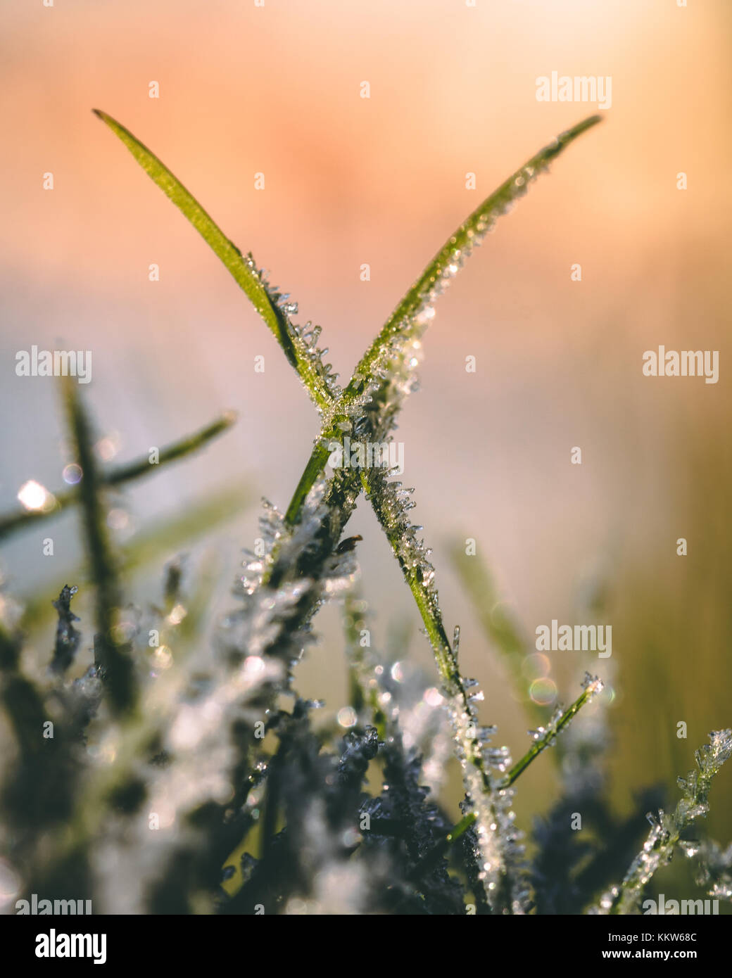 Cold grass marks the spot (X Stock Photo - Alamy