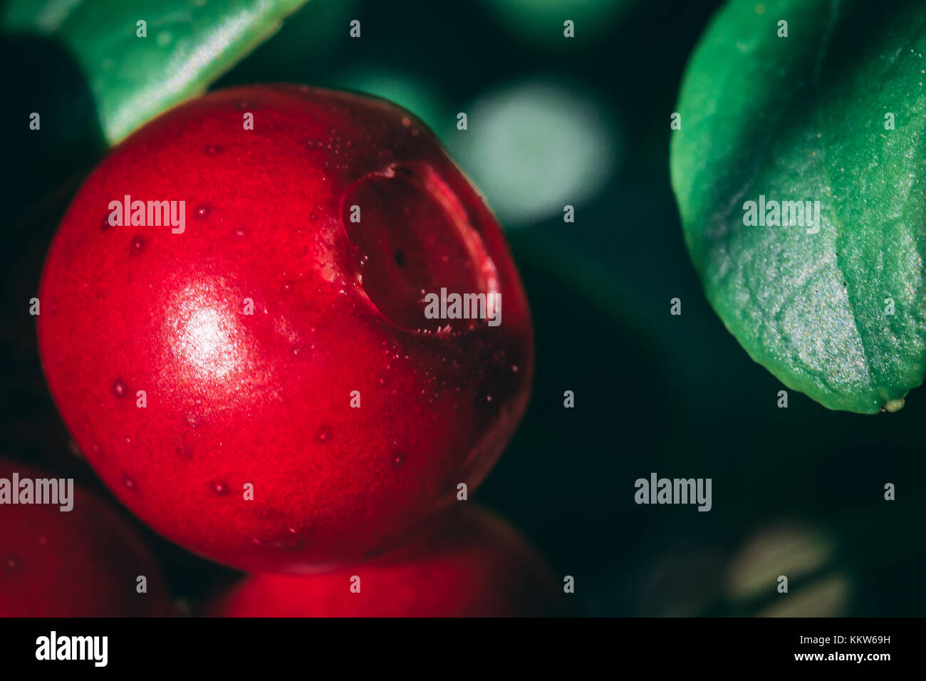 Lingon berry plant hi-res stock photography and images - Alamy
