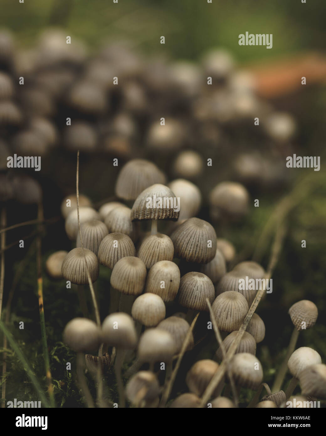 Stand of micro mushrooms hi-res stock photography and images - Alamy