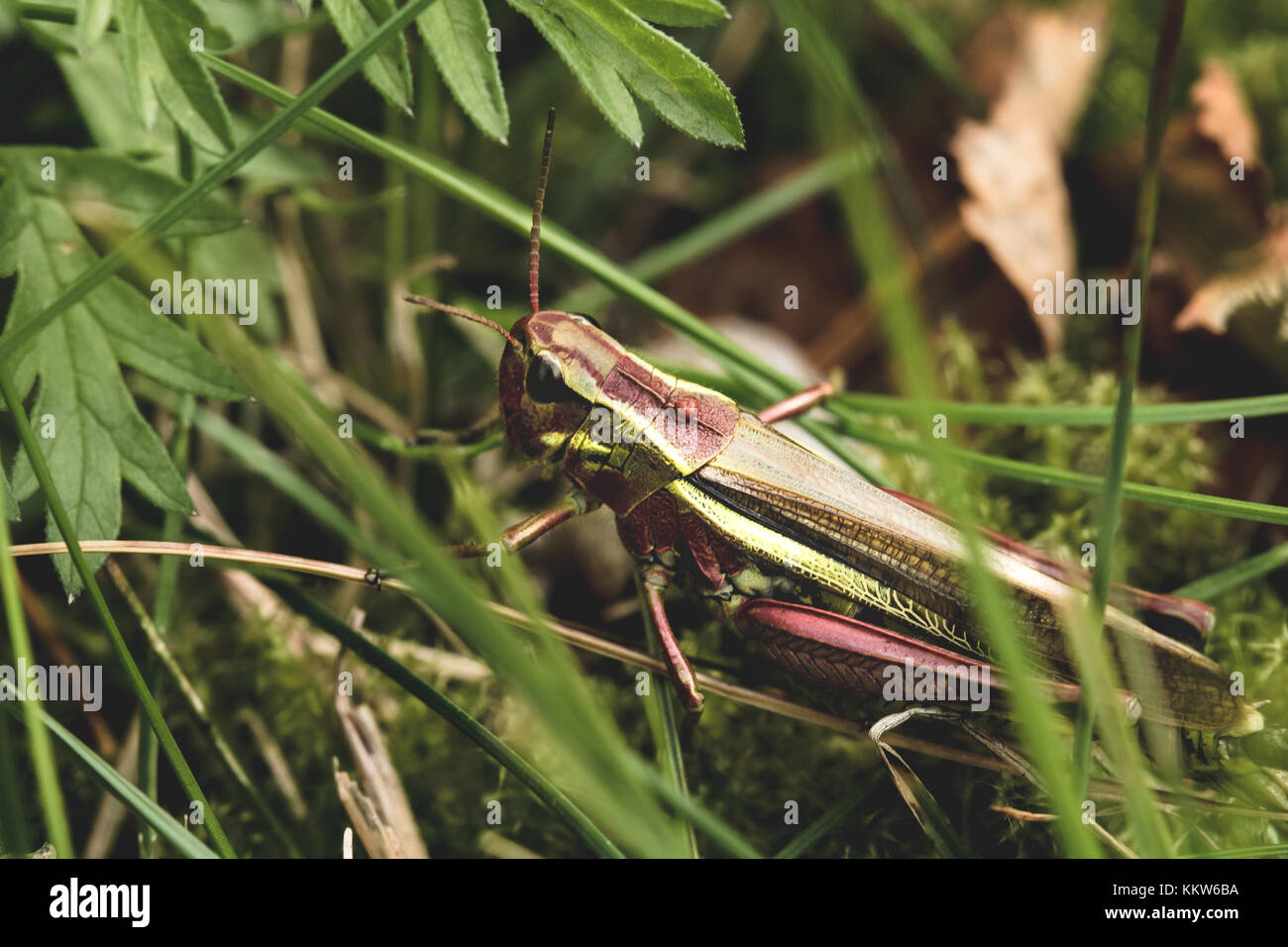 Grasshopper Jumping Stock Photos & Grasshopper Jumping Stock Images - Alamy